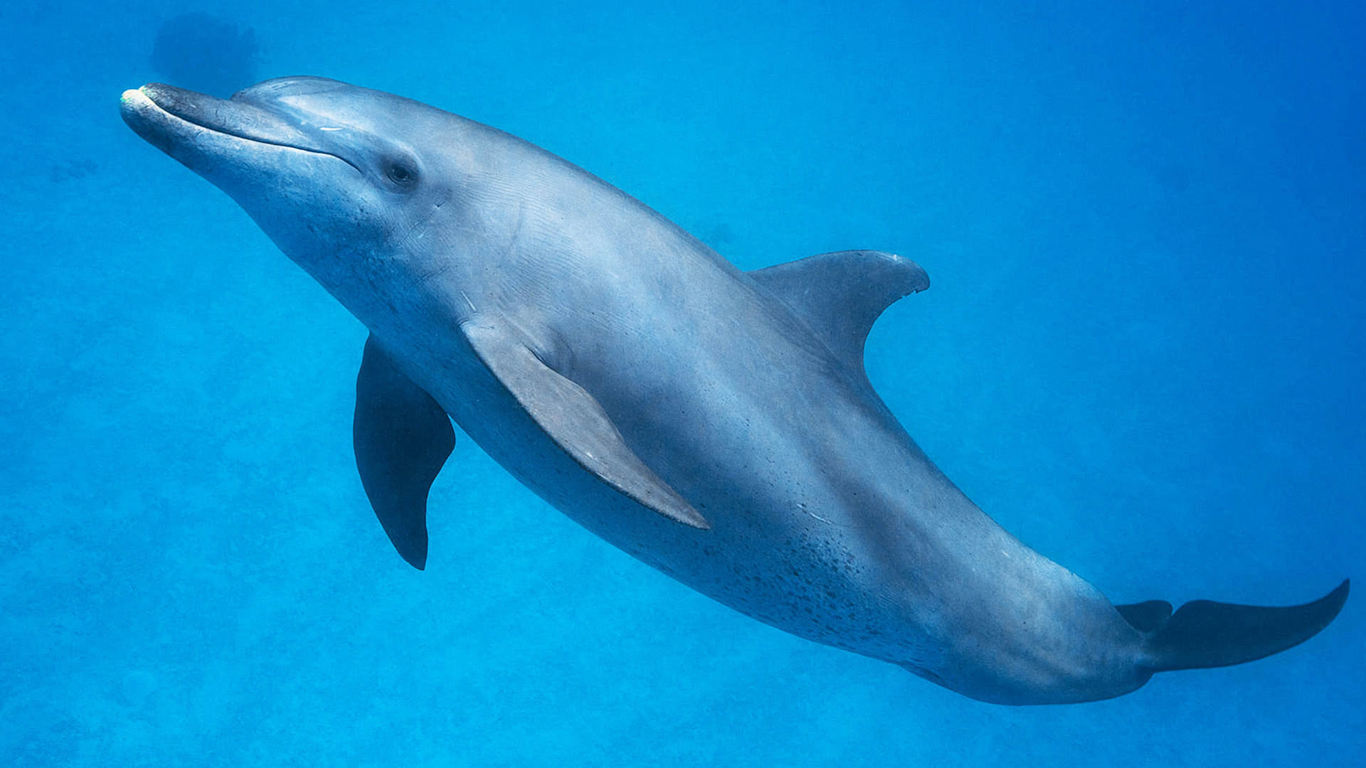 K2, J2: Delfiinit | Kirjava luonto | Yle Areena