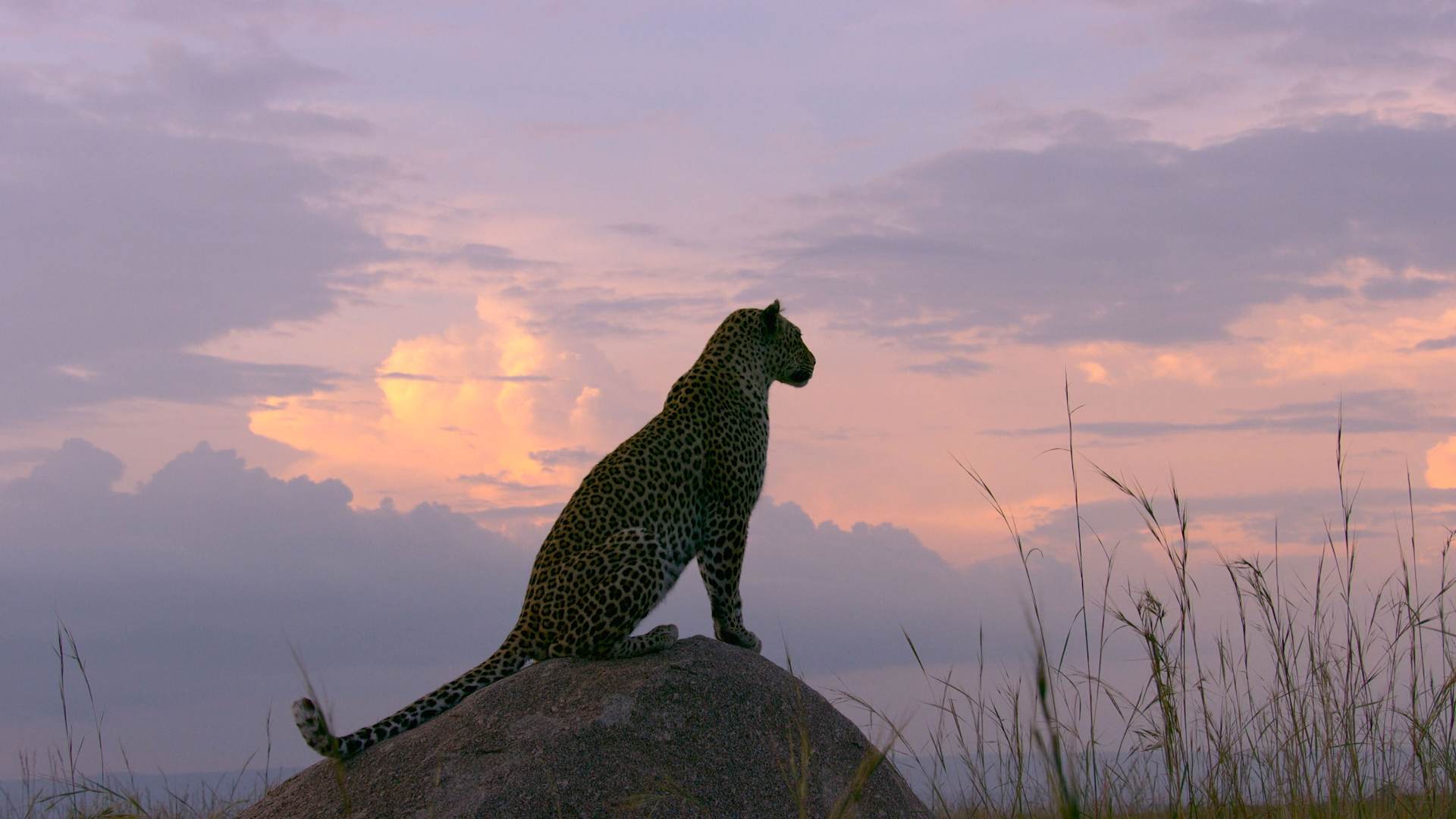 K1, J6: Gepardit ja leopardit | Afrikan savannilla | Yle Areena