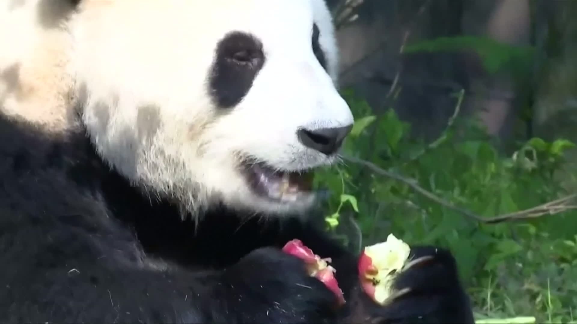 Pandaungar lär sig äta äpplen i djurpark i Kina | Yle Areena