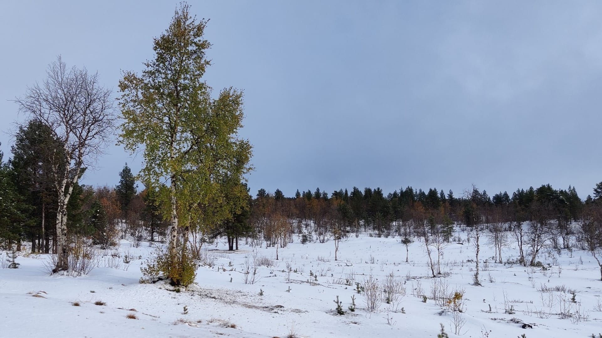 Eanan vilggoddii davimus Sámis mannan ija | Yle Säämi videoh - Yle Sámi ...