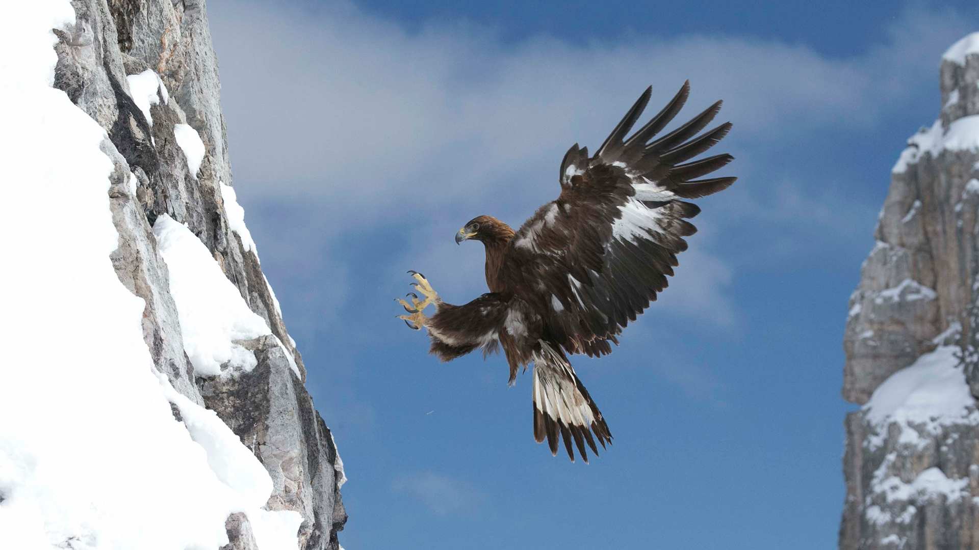 K1, J2: Itsenäistyminen | Avara luonto: Kotkan vuosi | Yle Areena