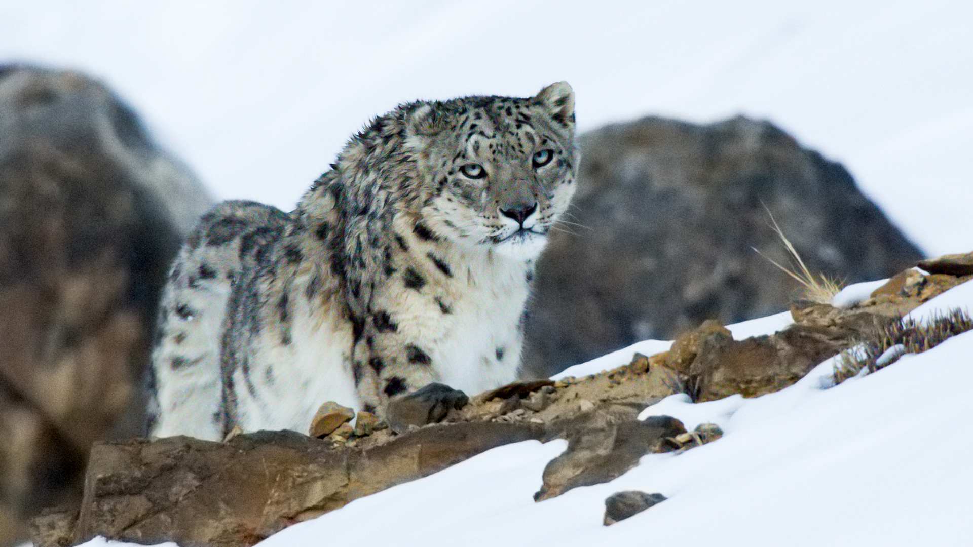 K1, J2: Vuorten huipulla | Avara luonto: Ihmeellinen Aasia | Yle Areena