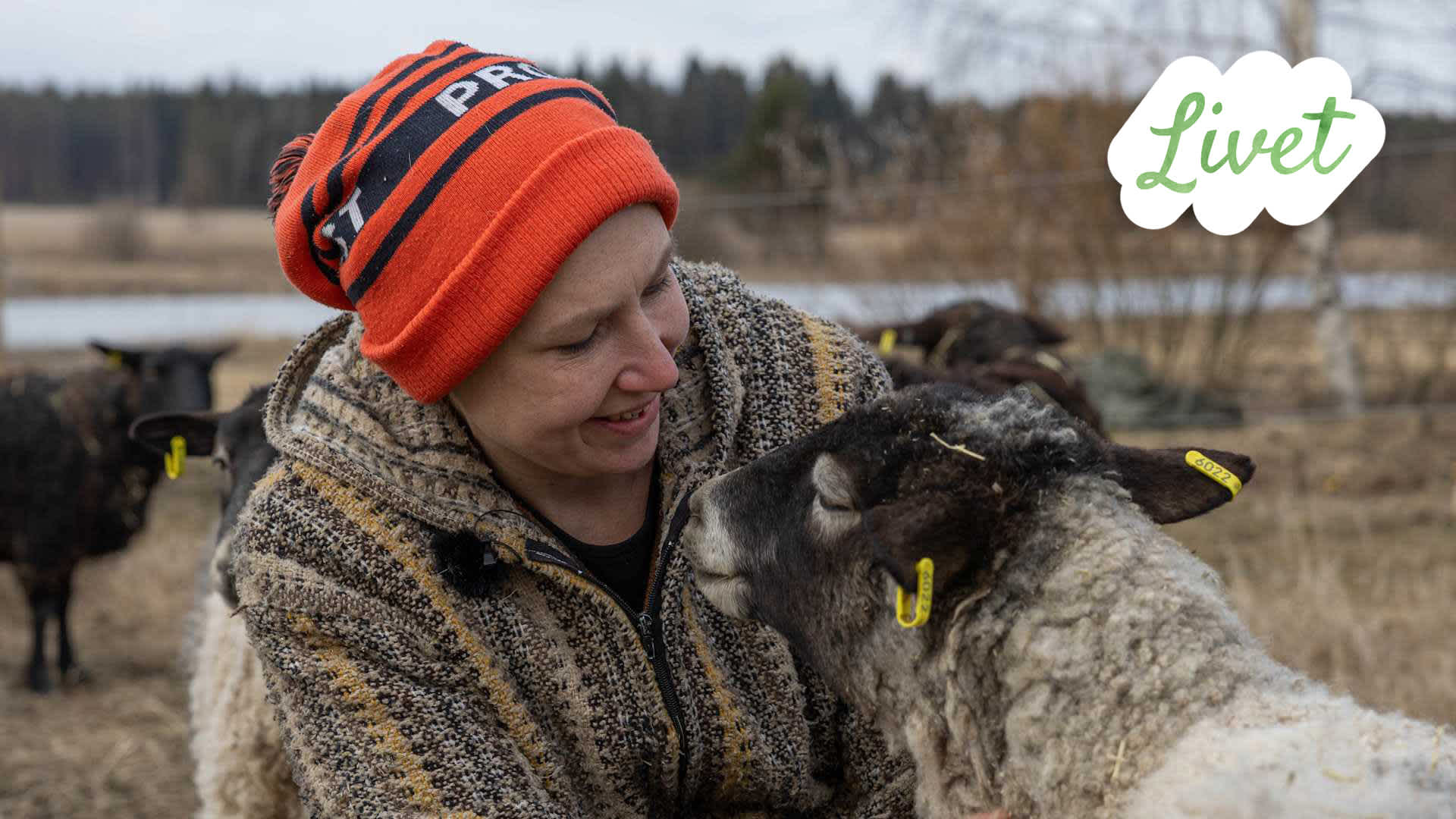 Petra Nyqvist - Bonden som aldrig skulle bli bonde | Livet - berättelser från Svenskfinland ...