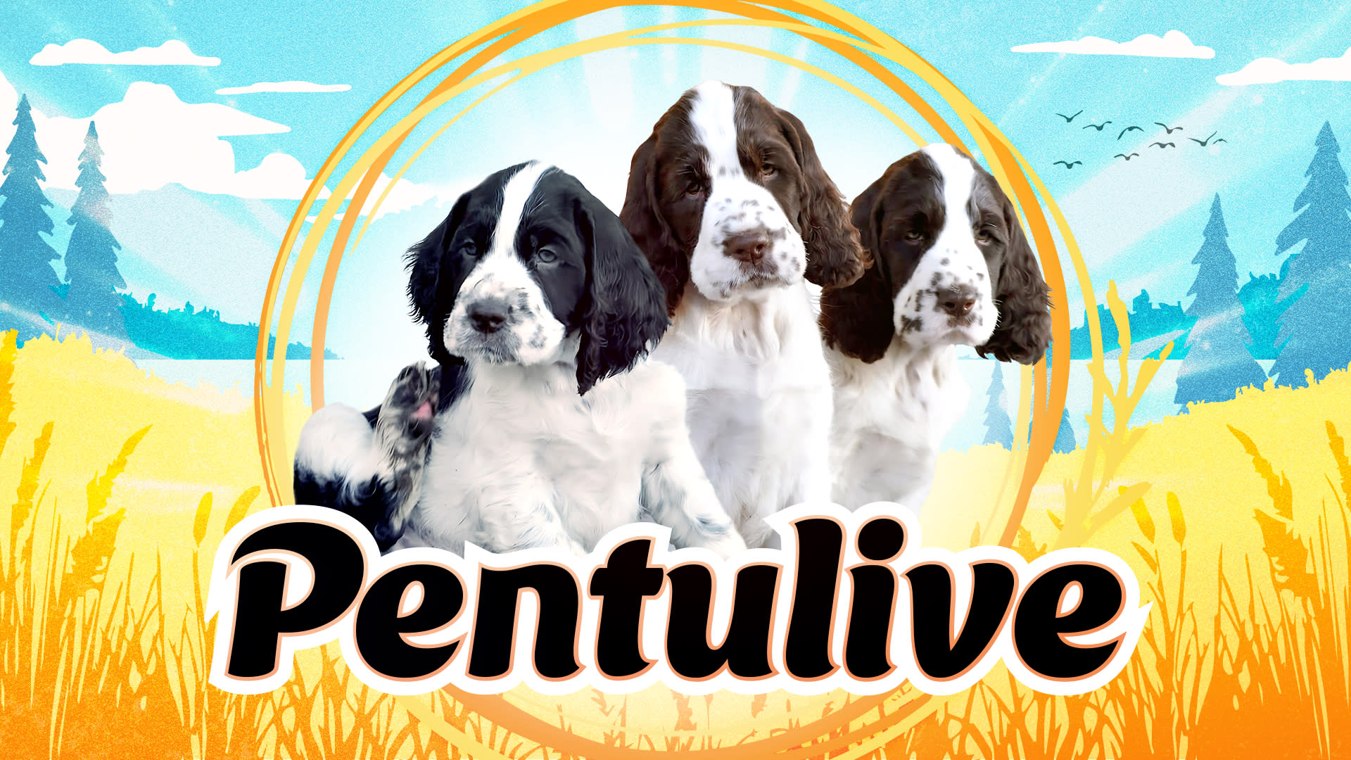 Traileri: Pentulive | Pentulive | Yle Areena