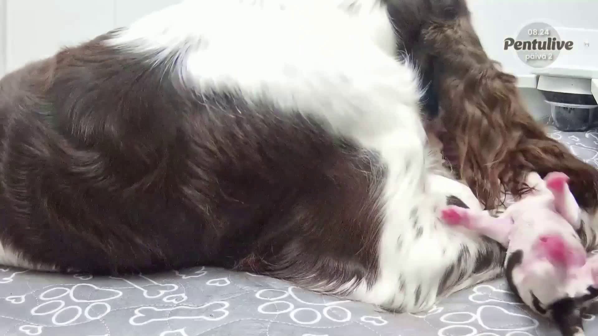 Muru-emon pentupesuri | Pentulive | Yle Areena