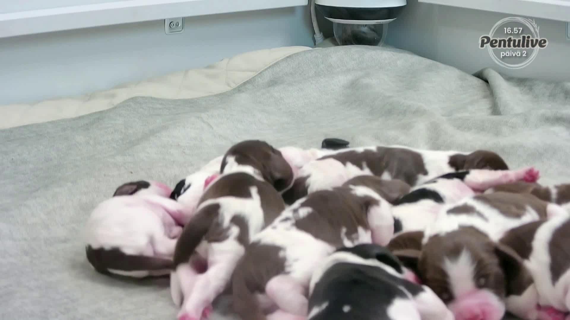 Äiti tuli! Äiti! Äiti! | Pentulive | Yle Areena