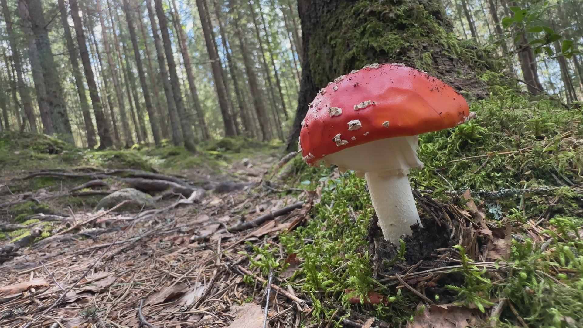 Avsnitt 10: Röd flugsvamp | Makalösa naturen | Yle Arenan