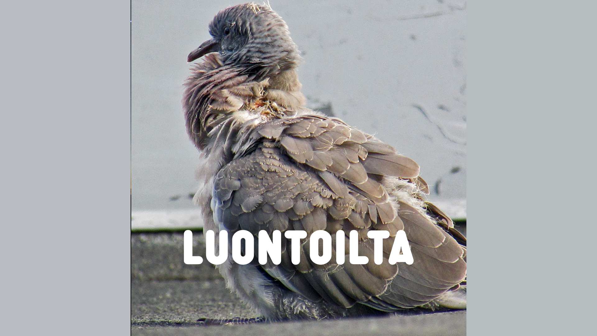 Rosoinen kyyhky | Luontoilta | Yle Areena