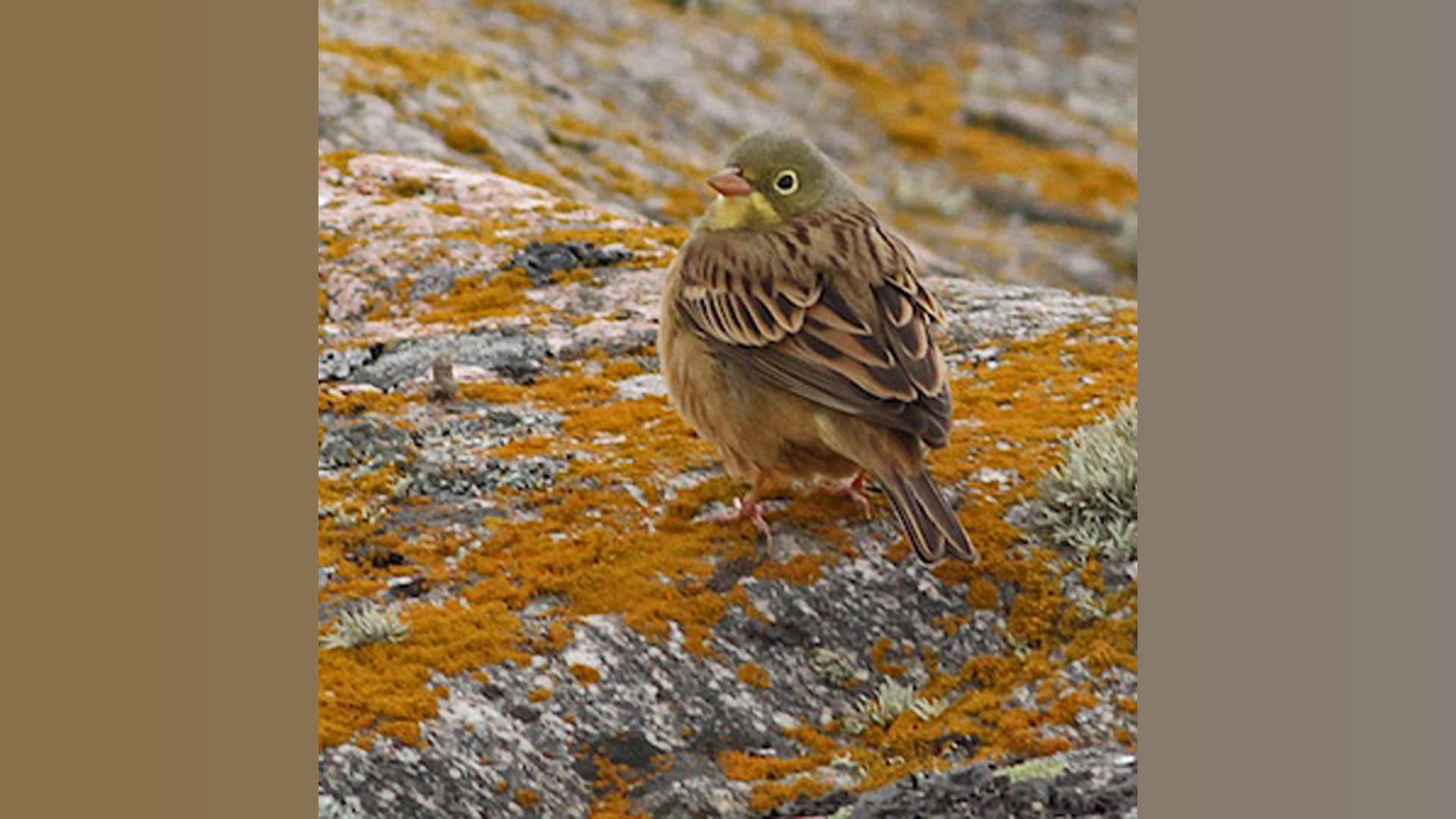 Peltosirkku | Viikon luontoääni | Yle Areena