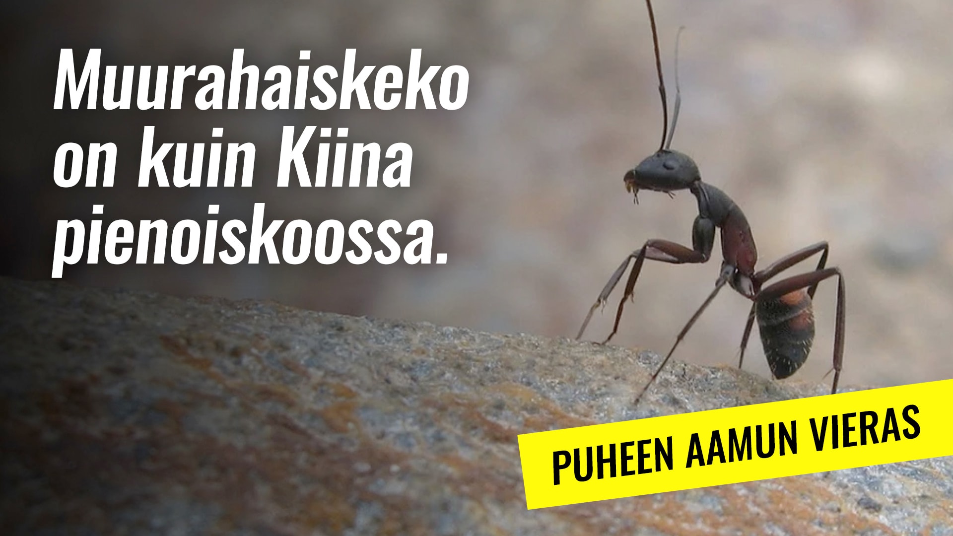 Superorganismi muurahaiskeko toimii kuin ihmiskeho, jossa yksi ...