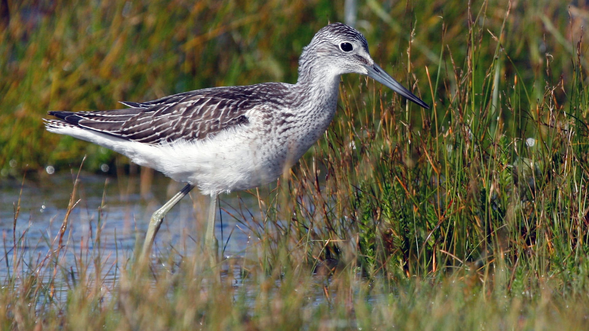 Valkoviklo | Viikon luontoääni | Yle Areena