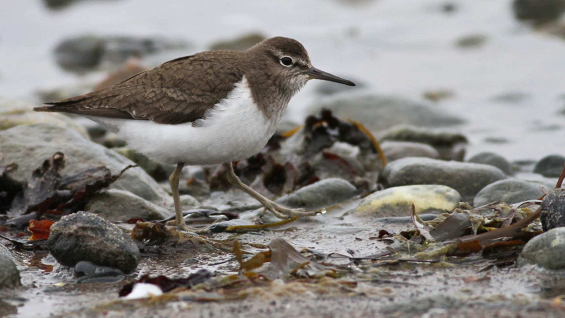 Rantasipi | Viikon luontoääni | Yle Areena