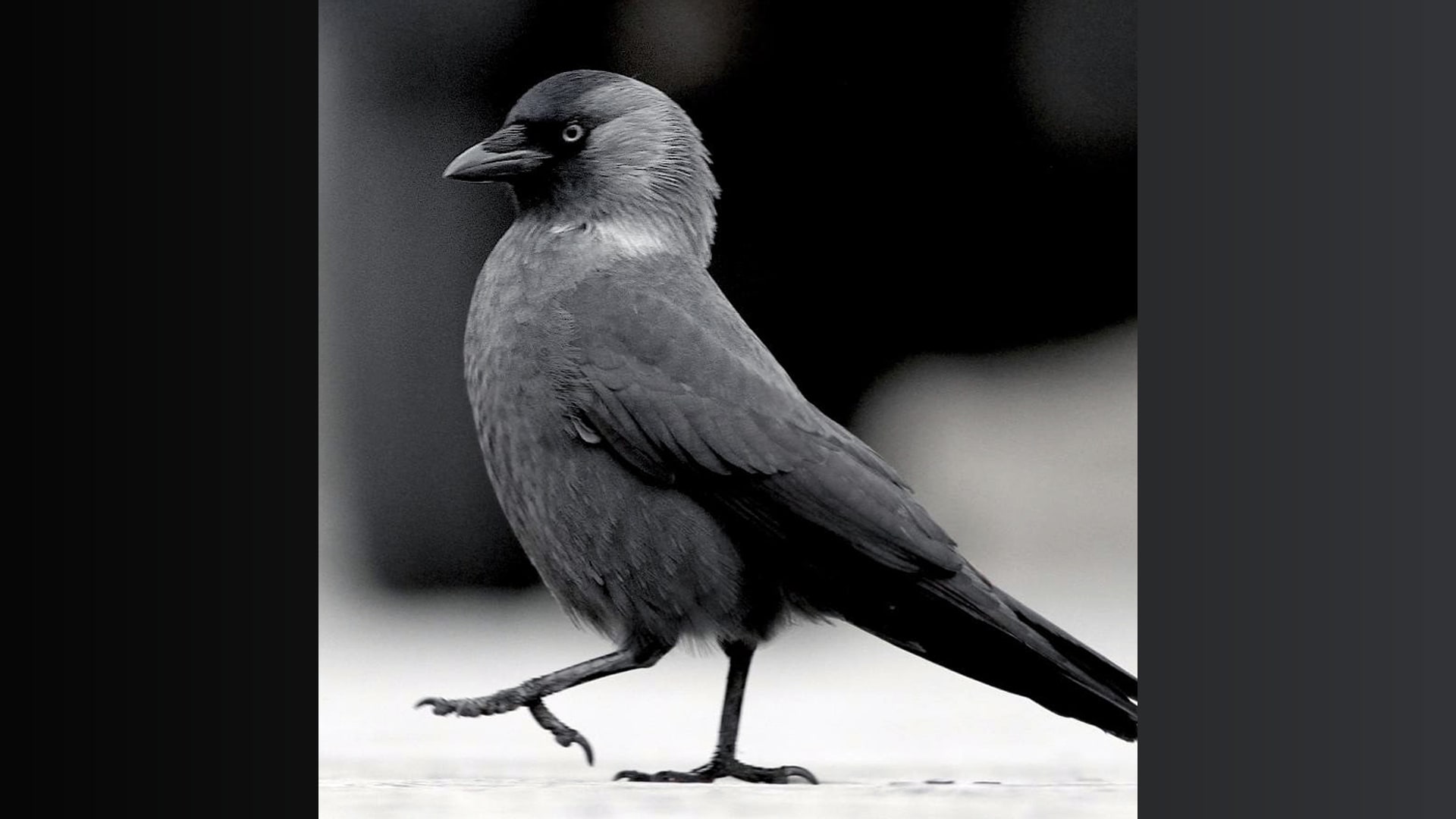 Naakka | Viikon luontoääni | Yle Areena