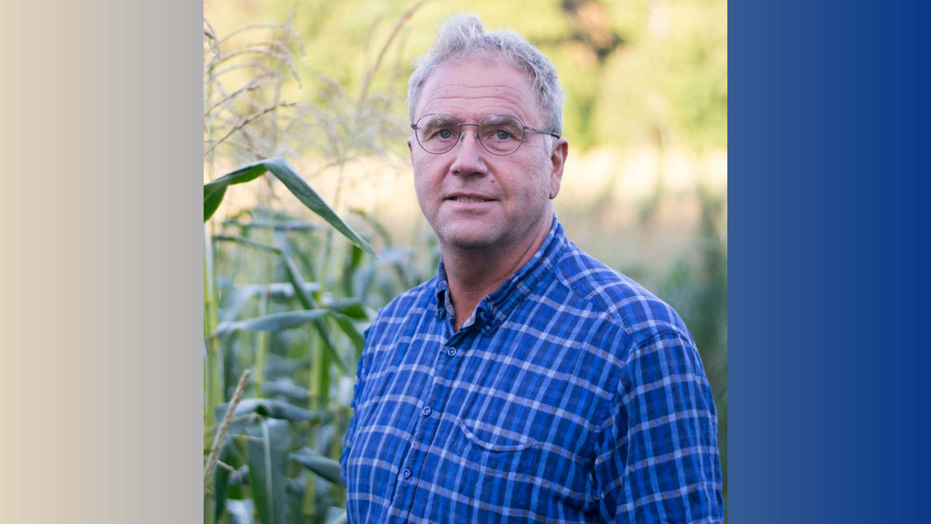 Majsen ger toppskörd i år vid Pickala gård i Sjundeå | Yle Vega ...