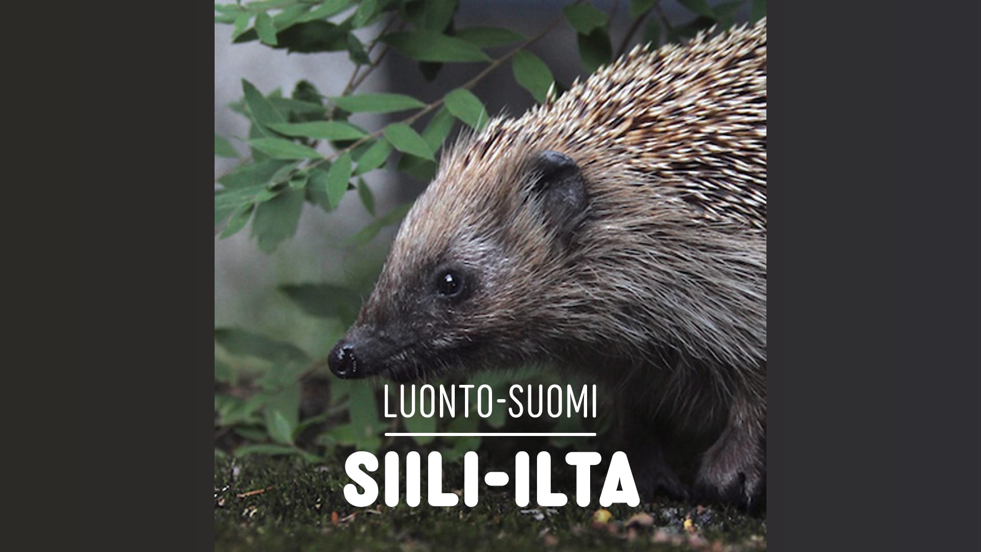 Siili-ilta | Luonto-Suomi | Yle Areena