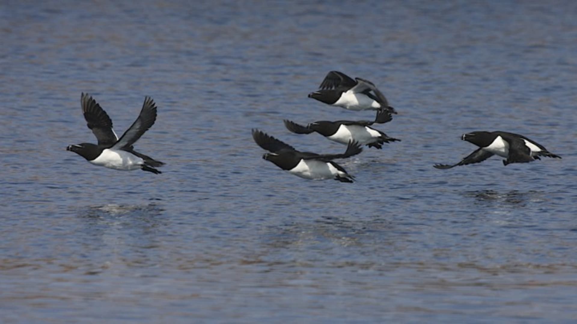 Viikon luontoääni: Ruokki | Viikon luontoääni | Yle Areena
