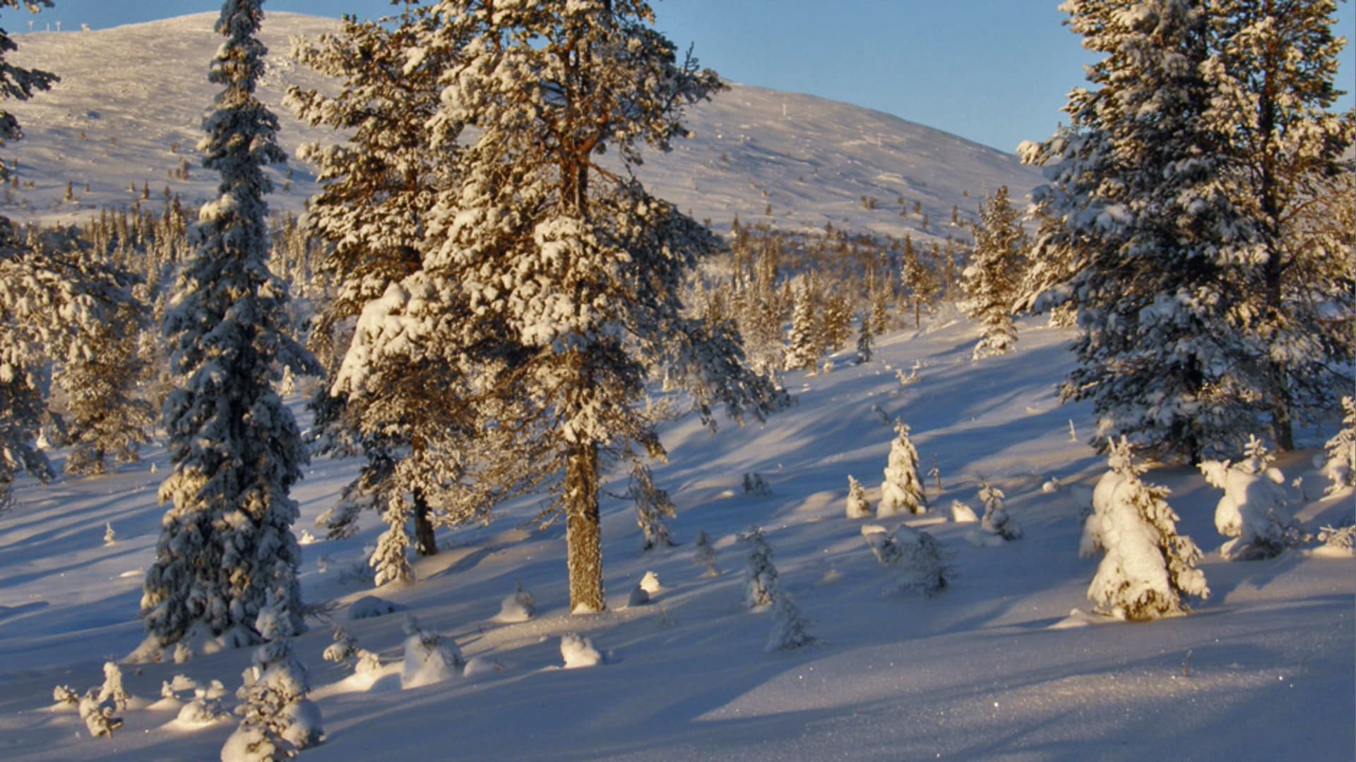 Luonto-Suomi.: Lumi-ilta | Luonto-Suomi | Yle Areena