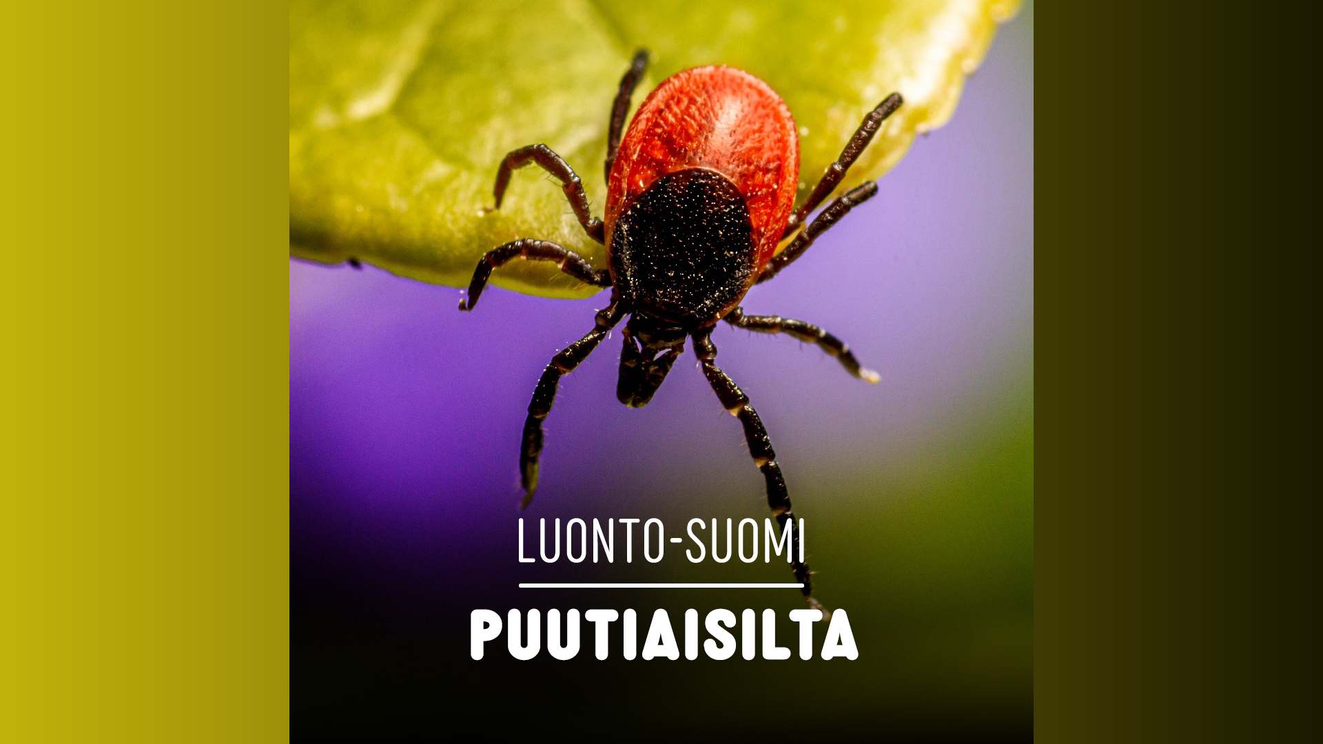 Puutiaisilta | Luonto-Suomi | Yle Areena