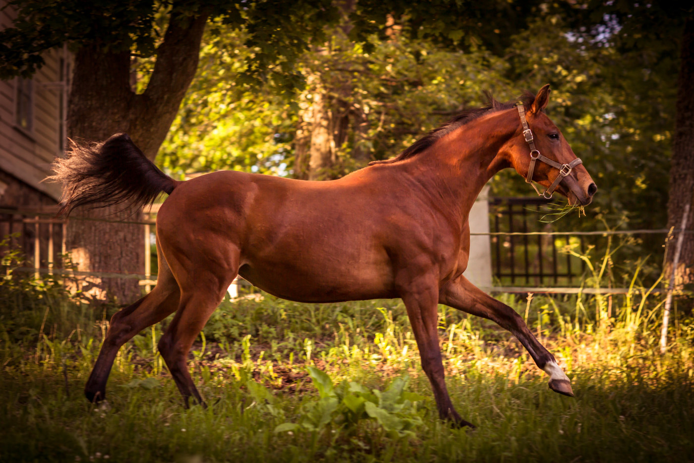 Miten nuori hevonen kasvaa aikuiseksi? | Ystäväni hevonen | Summeri ...