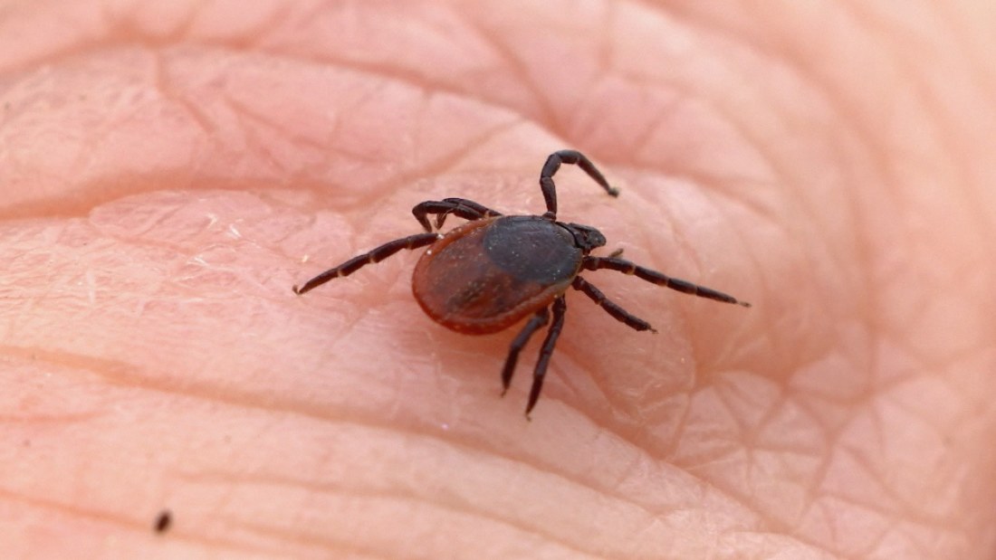 Punkki - Suomen vaarallisin elÃ¤in | Puoli seitsemÃ¤n | yle.fi