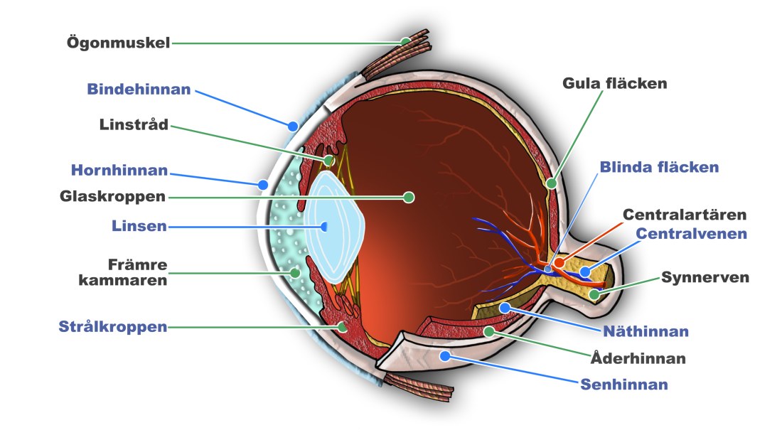 Starr (gråstarr, katarakt) | Webbdoktorn | Hälsa | svenska.yle.fi