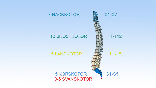 Diskbråck – vanligaste ställena för | Webbdoktorn | Hälsa | svenska.yle.fi
