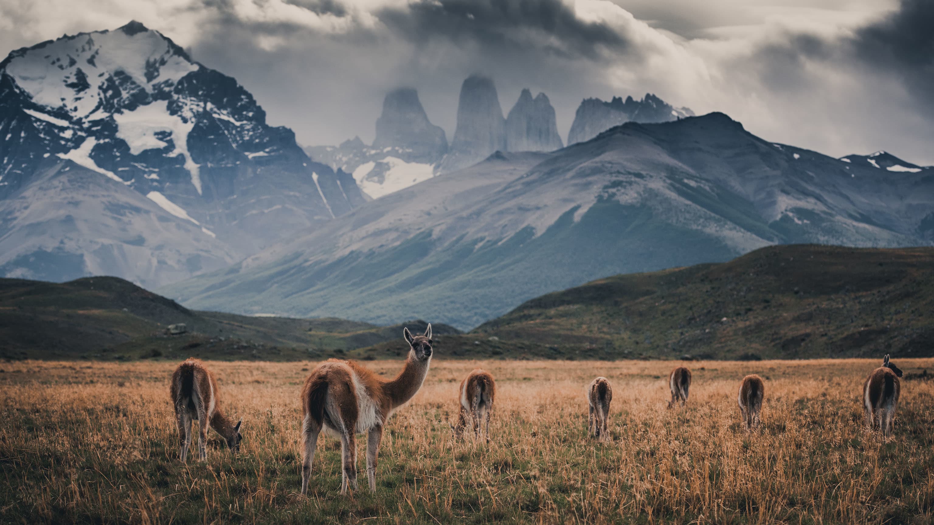 PATAGONIA / GUANAKO / GUANACO | Exploring Earth | TV | Areena | yle.fi
