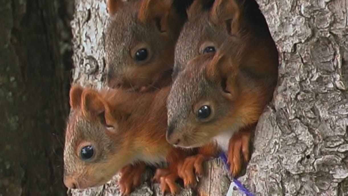 Ekorrar på Fölisön | Biologi - Vetamix | TV | Arenan | svenska.yle.fi