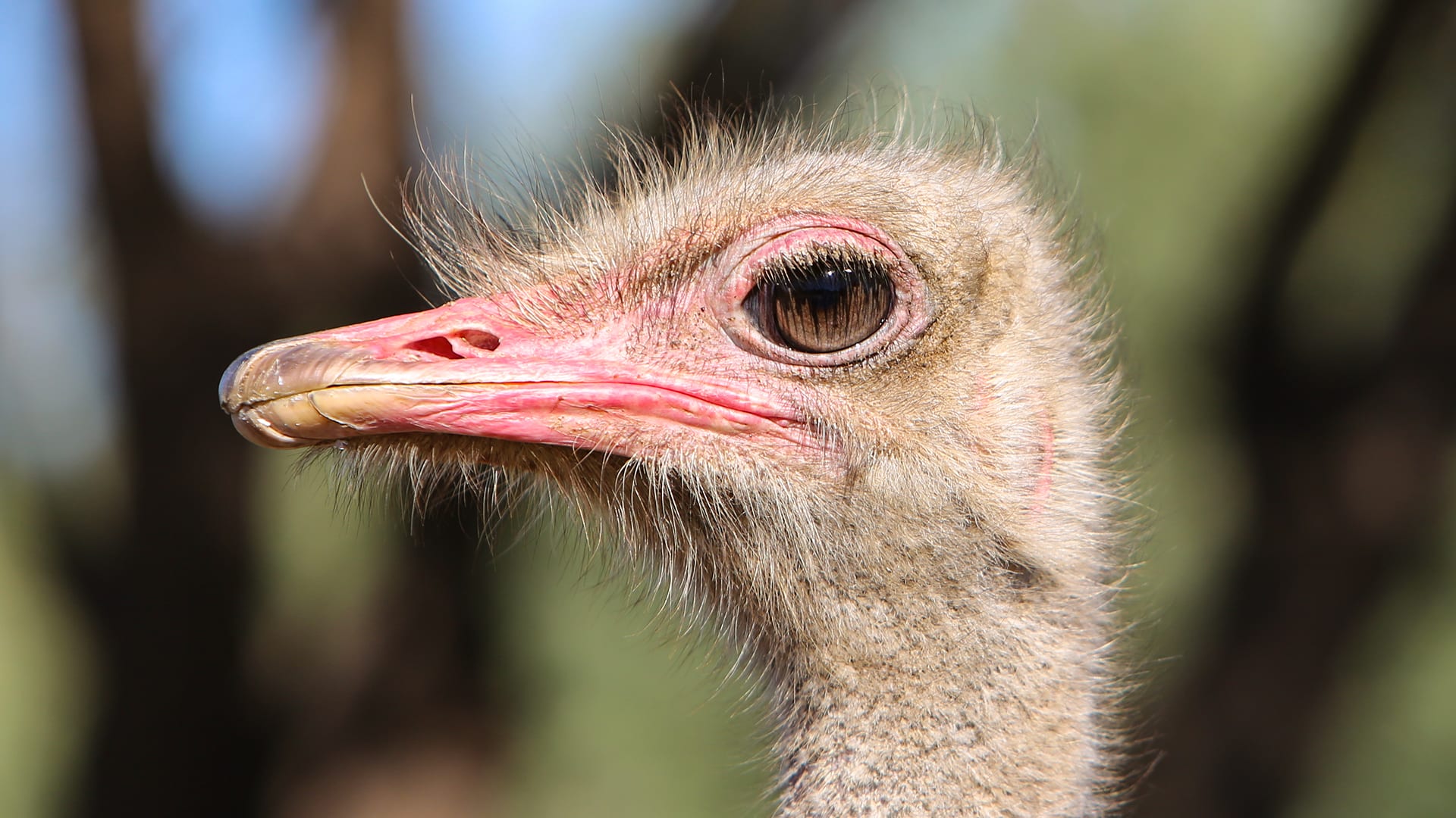 Avara luonto: Strutsi - elämää juosten | TV | Areena | yle.fi