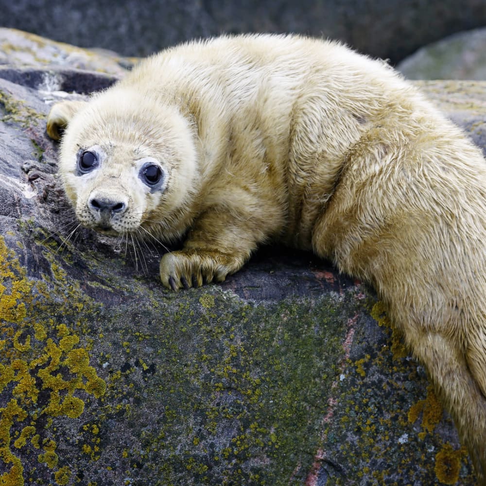 Erämaan lumo | TV | Areena | yle.fi