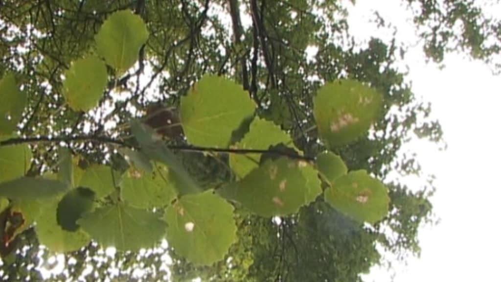 Puut: Haapa | Puut | TV | Areena | yle.fi