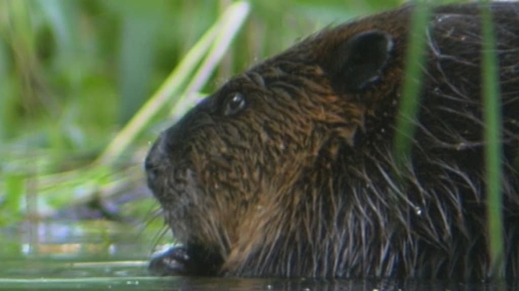 Biologi - Vetamix: Bävern - Europas största gnagare | Biologi - Vetamix ...