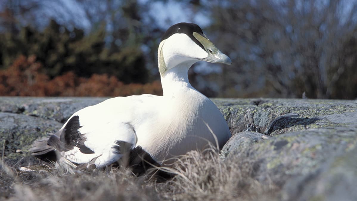 Suomessa elää lähes 2 miljoonaa kiloa metsoja – neljäntenä haahka ...