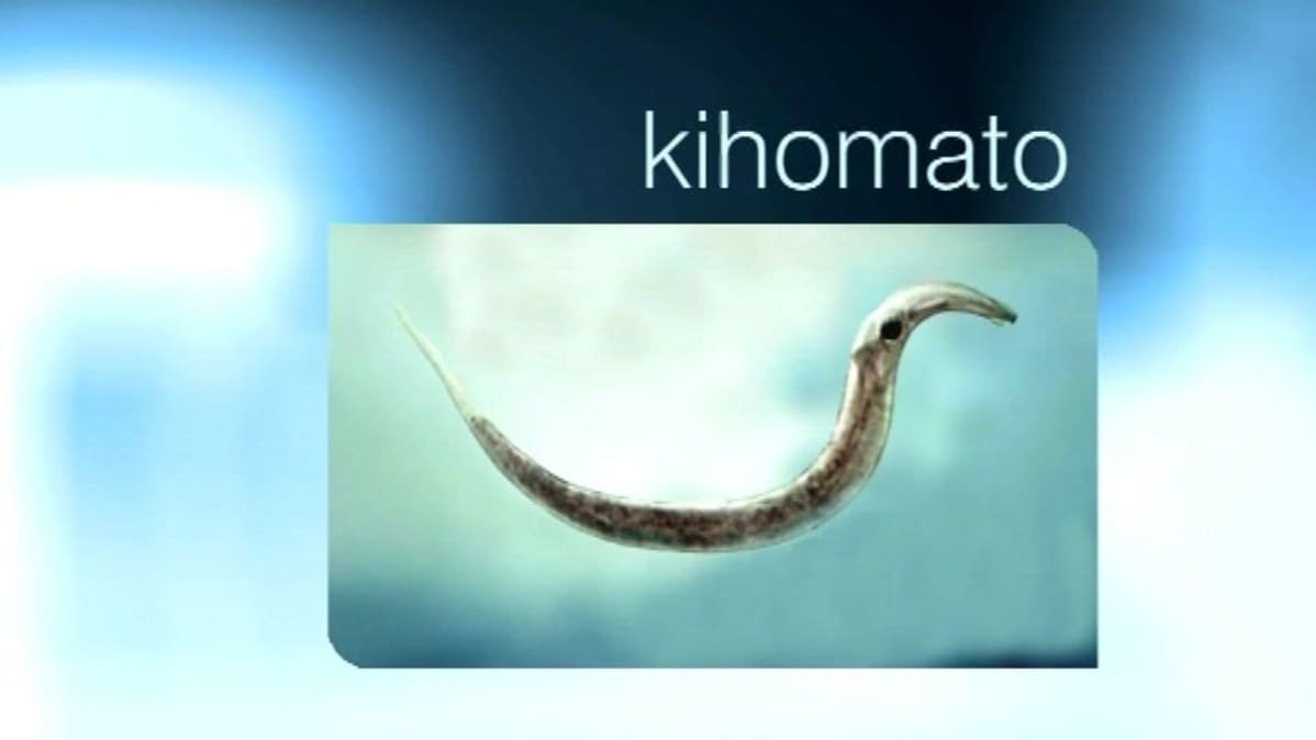 Täit ja kihomadot taas riesana - Kouluissa ja päiväkodeissa kuhistaan ...