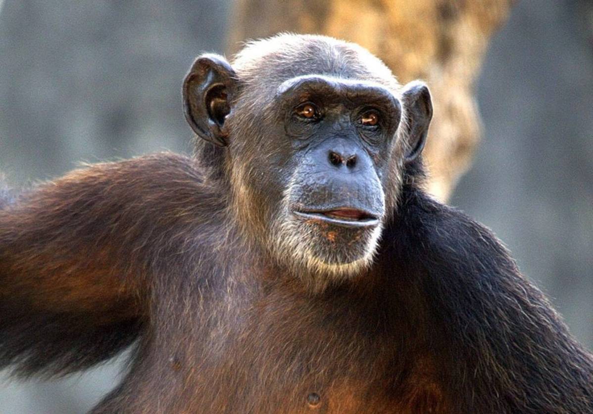 Taas katosi yksi ihmisen erityisominaisuus: Simpanssikin osaa laittaa ...