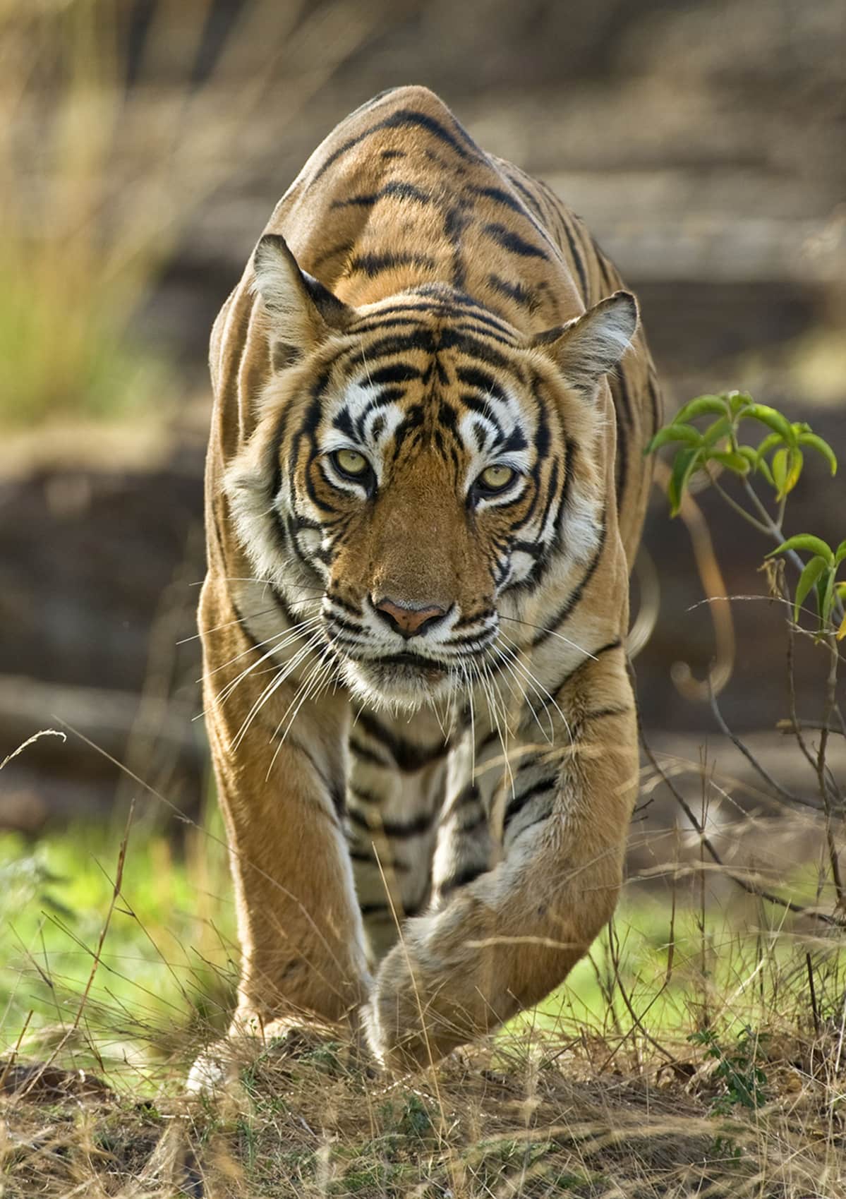 Intian rakastama tiikeri Machli on kuollut – "Ranthamboren kuningatar ...