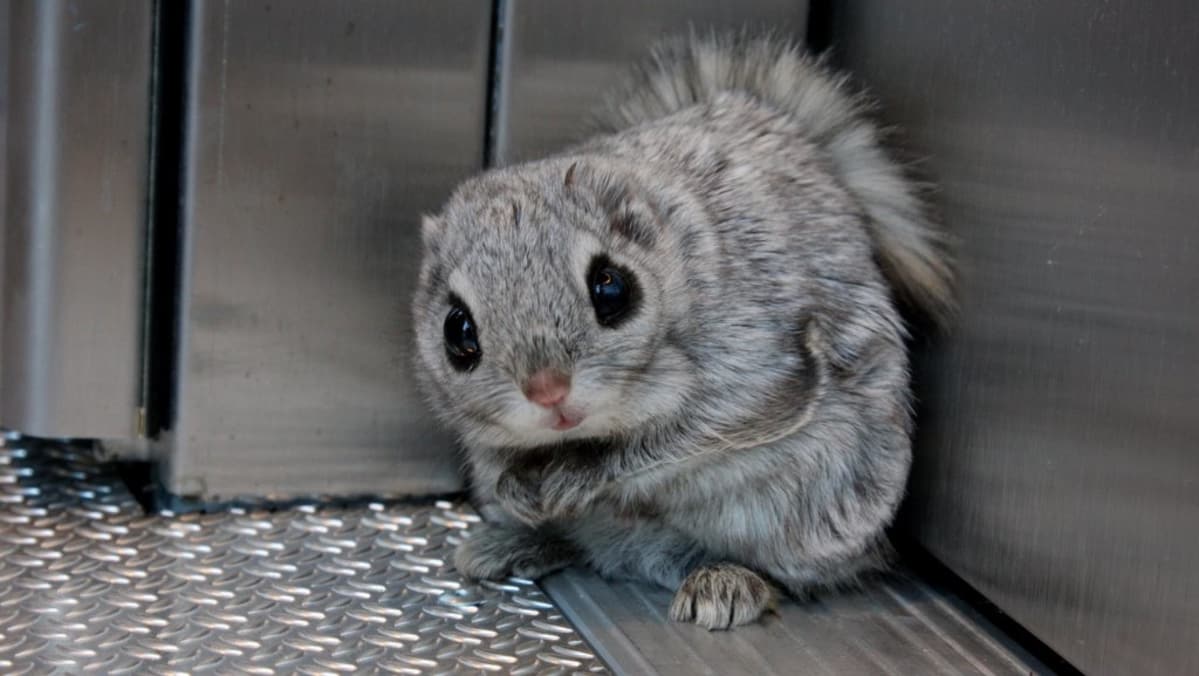 Endangered animals of the EU: Siberian flying squirrel : r/europe