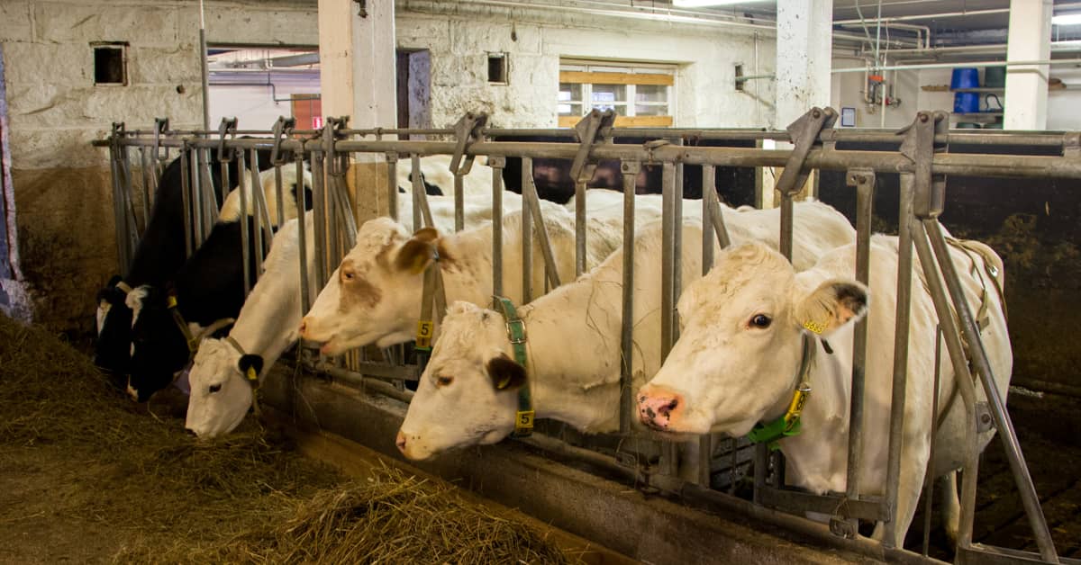 Pelson vankila pelasti sukupuuton partaalta lapinlehmän alkuperäisrodun ...