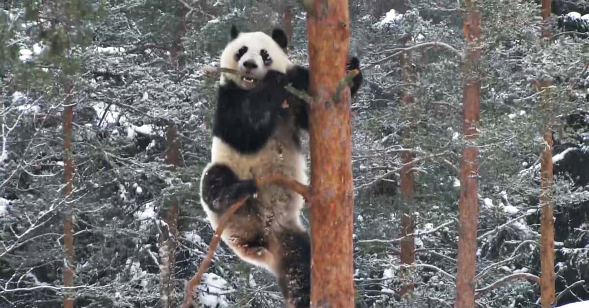 Panda meet and greet | Yle