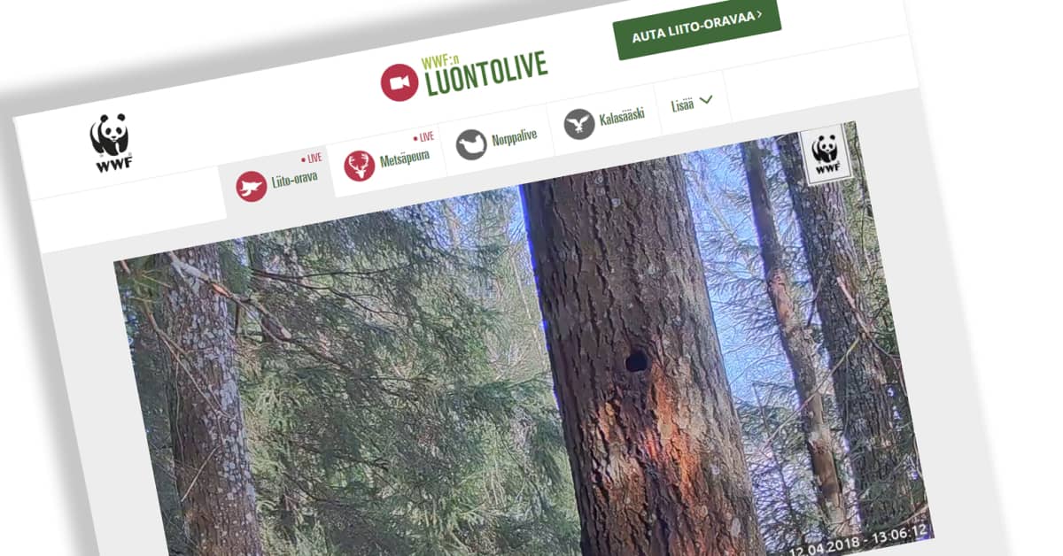 Norppalive sai haastajan – WWF: suorissa lähetyksissä voi seurata liito-oravan ja metsäpeuran ...