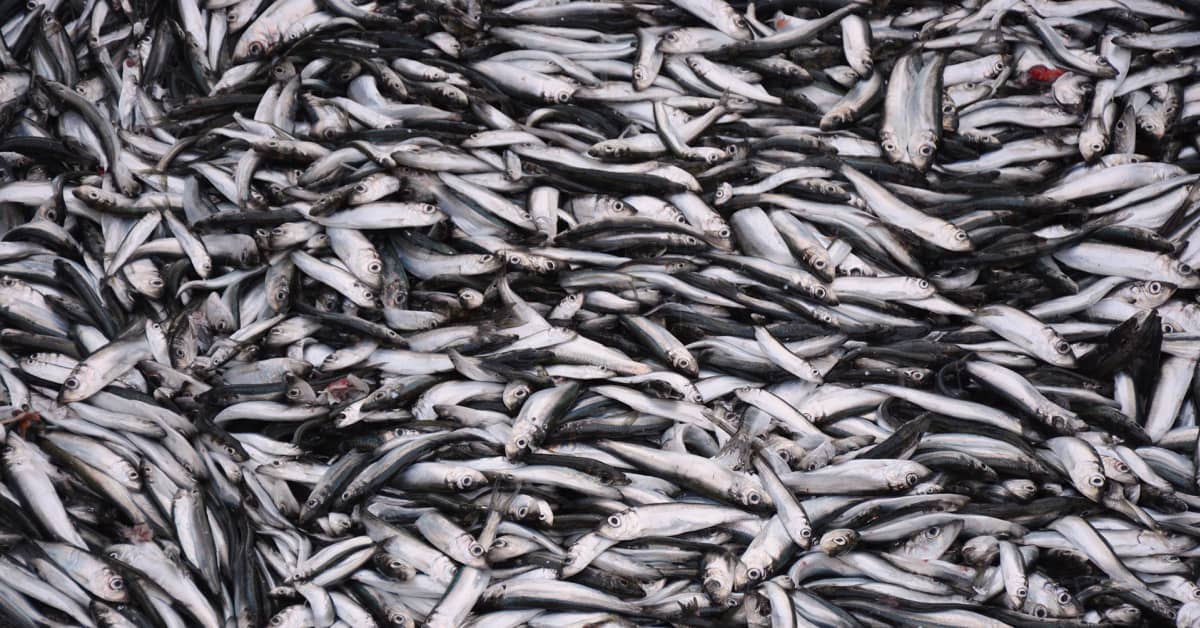 Finnish fish gain MSC sustainability certificate | Yle