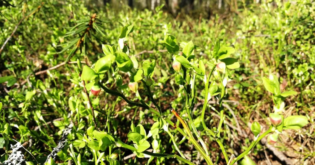 Kezä tulou ruttoh – terväh must’oigi rubieu kukkimah suvipuolizes Lapis ...