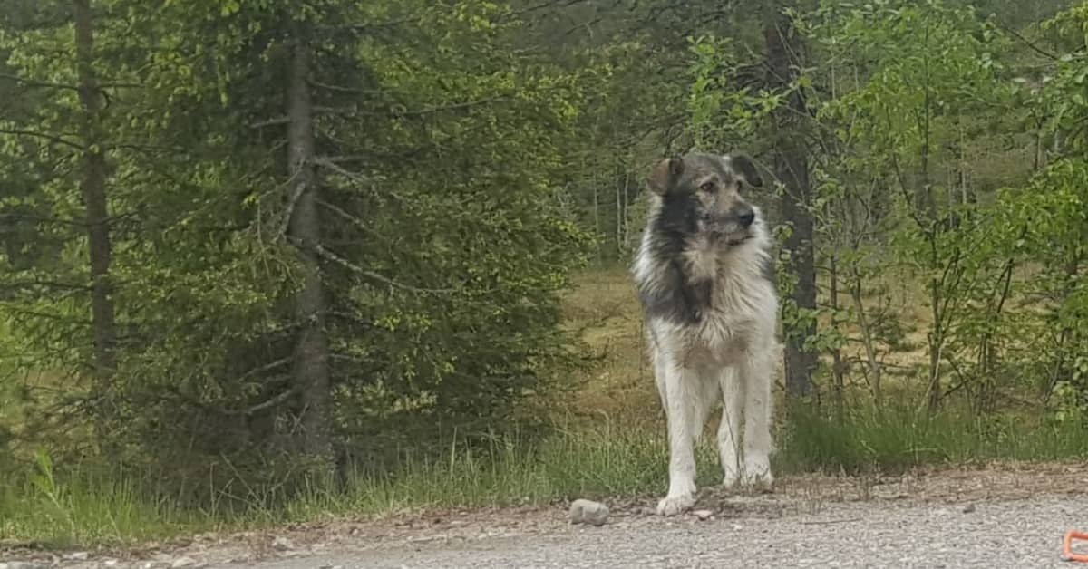 Iso harmaa koira vaeltaa yksin Lapissa – Herra Koiraksi nimetty kulkuri ...