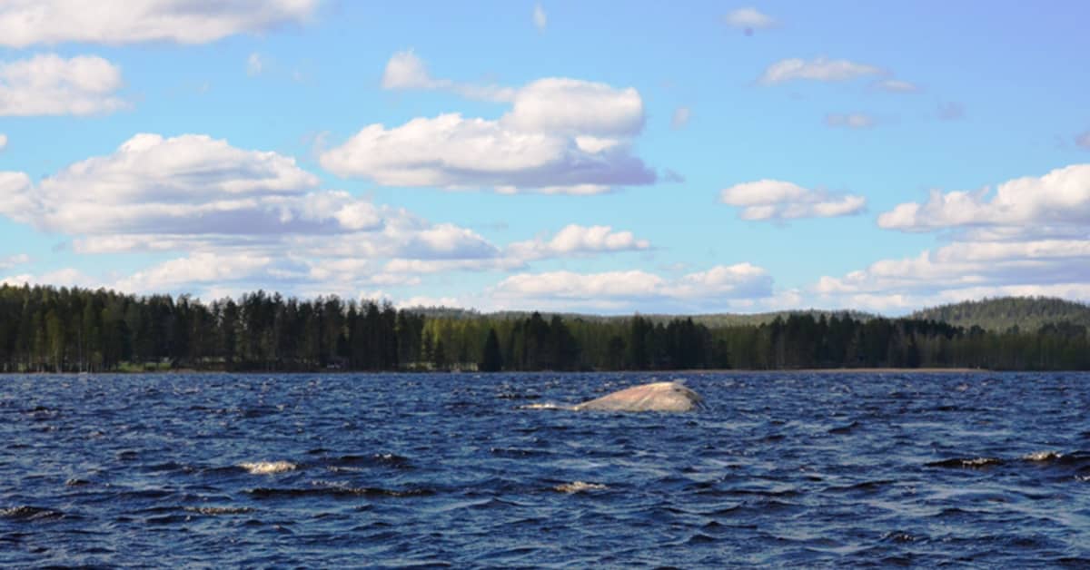 New meteorite crater identified beneath Central Finland lake | Yle