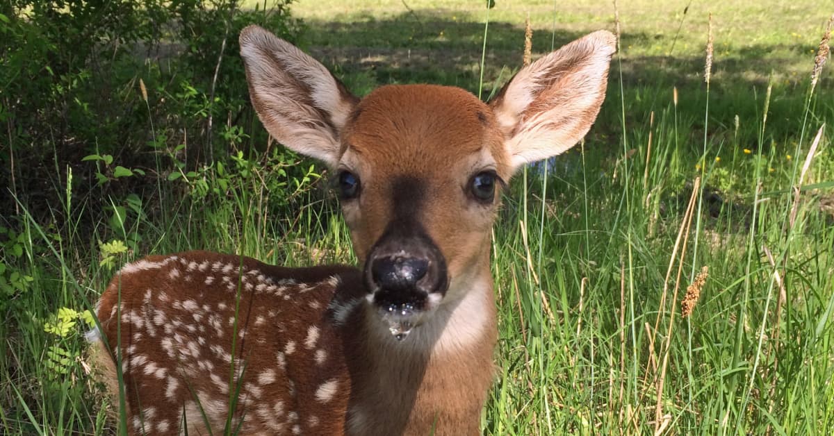 White-tailed deer in Finland: From 5 to 100,000 in 80 years | Yle