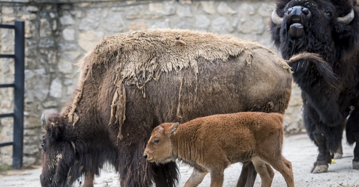 BBC: Biisoni lisääntyi luontaisesti kanadalaisessa kansallispuistossa ...