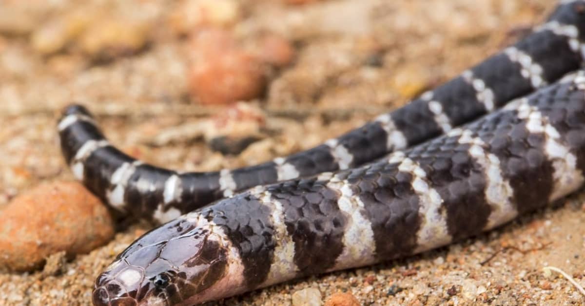 Australiasta löytyi uusi myrkkykäärmelaji – kobran sukulaisen myrkky ...