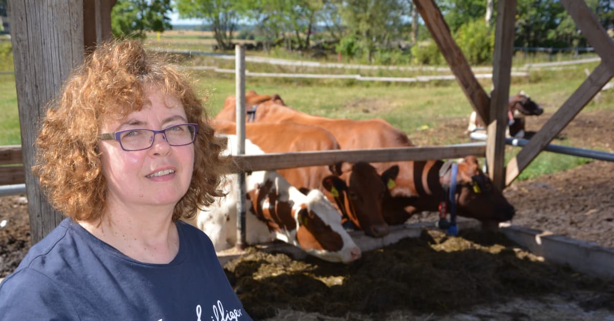 Hay-poor dairy farmers consider sending some cows to slaughter | Yle