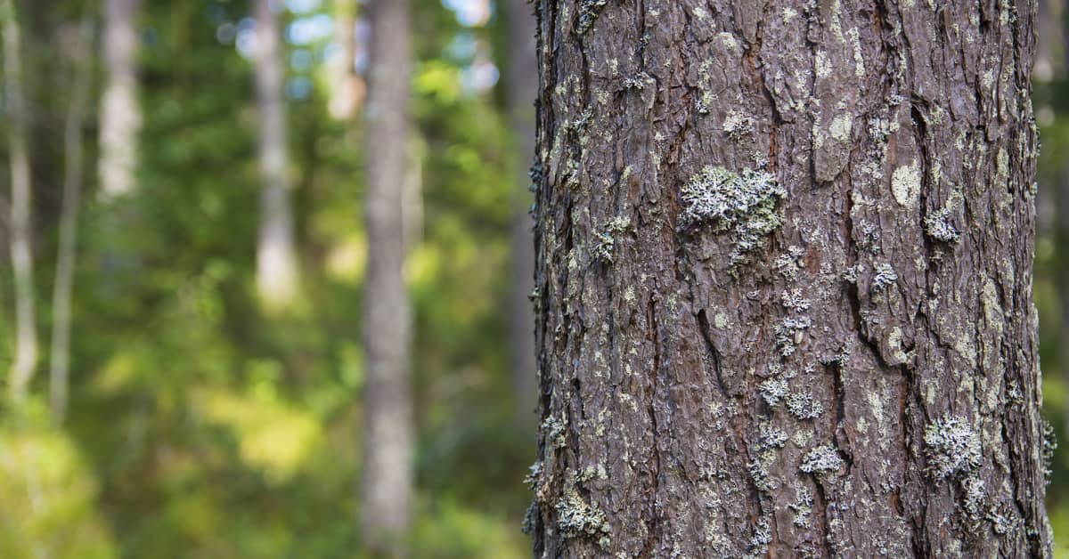 Puu tappaa bakteereita, mutta miksi sitä ei hyödynnetä sairaaloissa tai ...