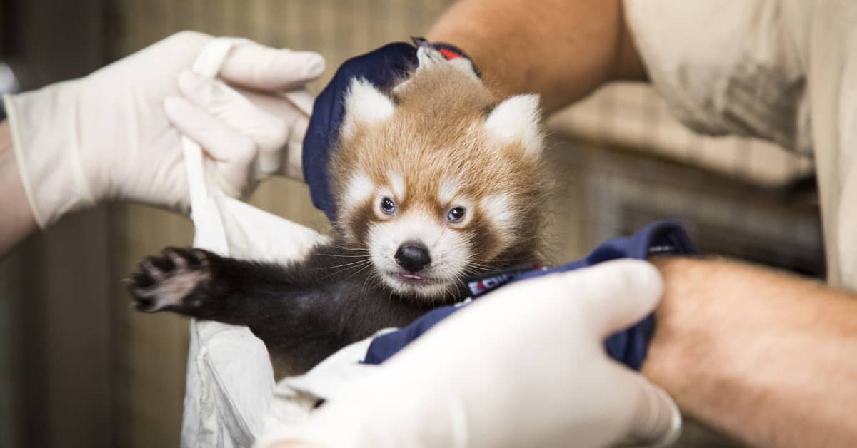 Rare red panda born at Helsinki's Korkeasaari Zoo | Yle